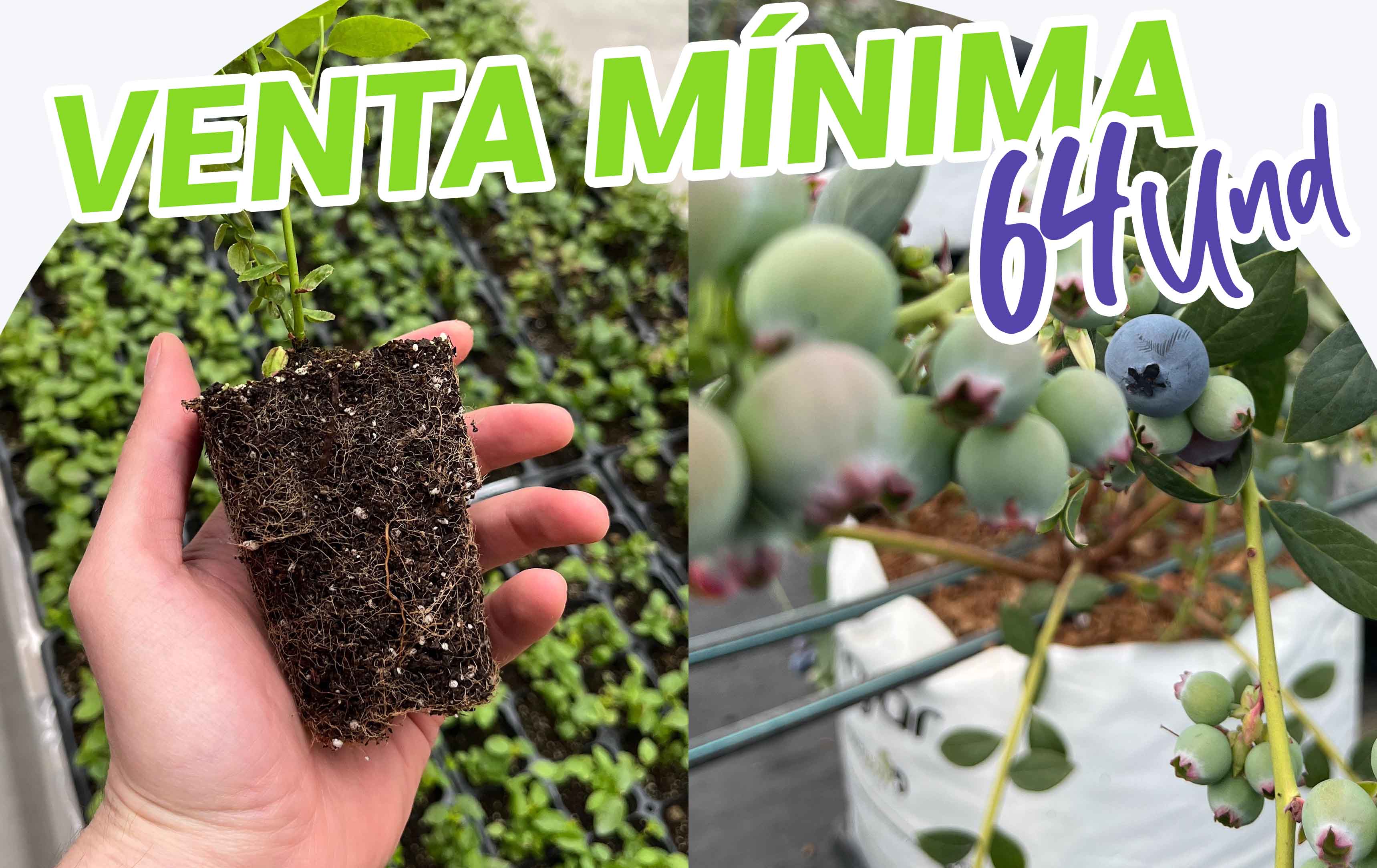 Plantas de Arándano | Proplantas S.A.